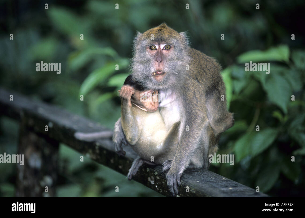 Macaca irus hi-res stock photography and images - Alamy