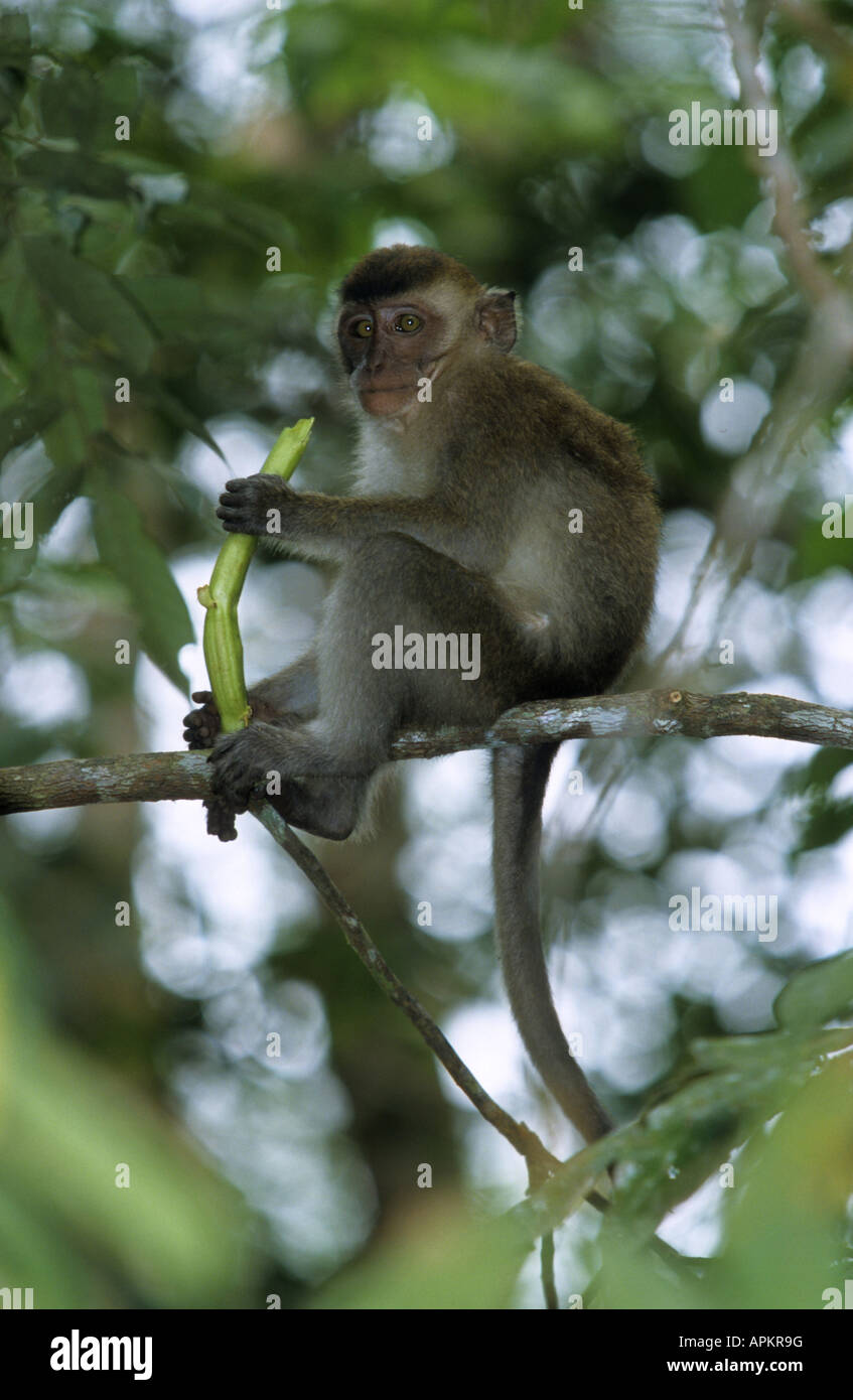 crab-eating macaque, Java macaque (Macaca fascicularis, Macaca irus ...