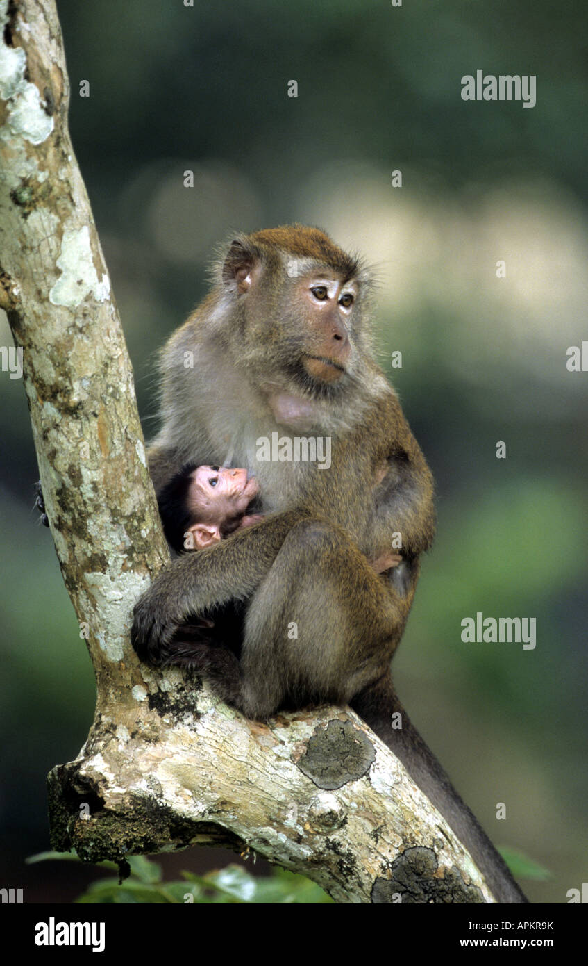 crab-eating macaque, Java macaque (Macaca fascicularis, Macaca irus ...
