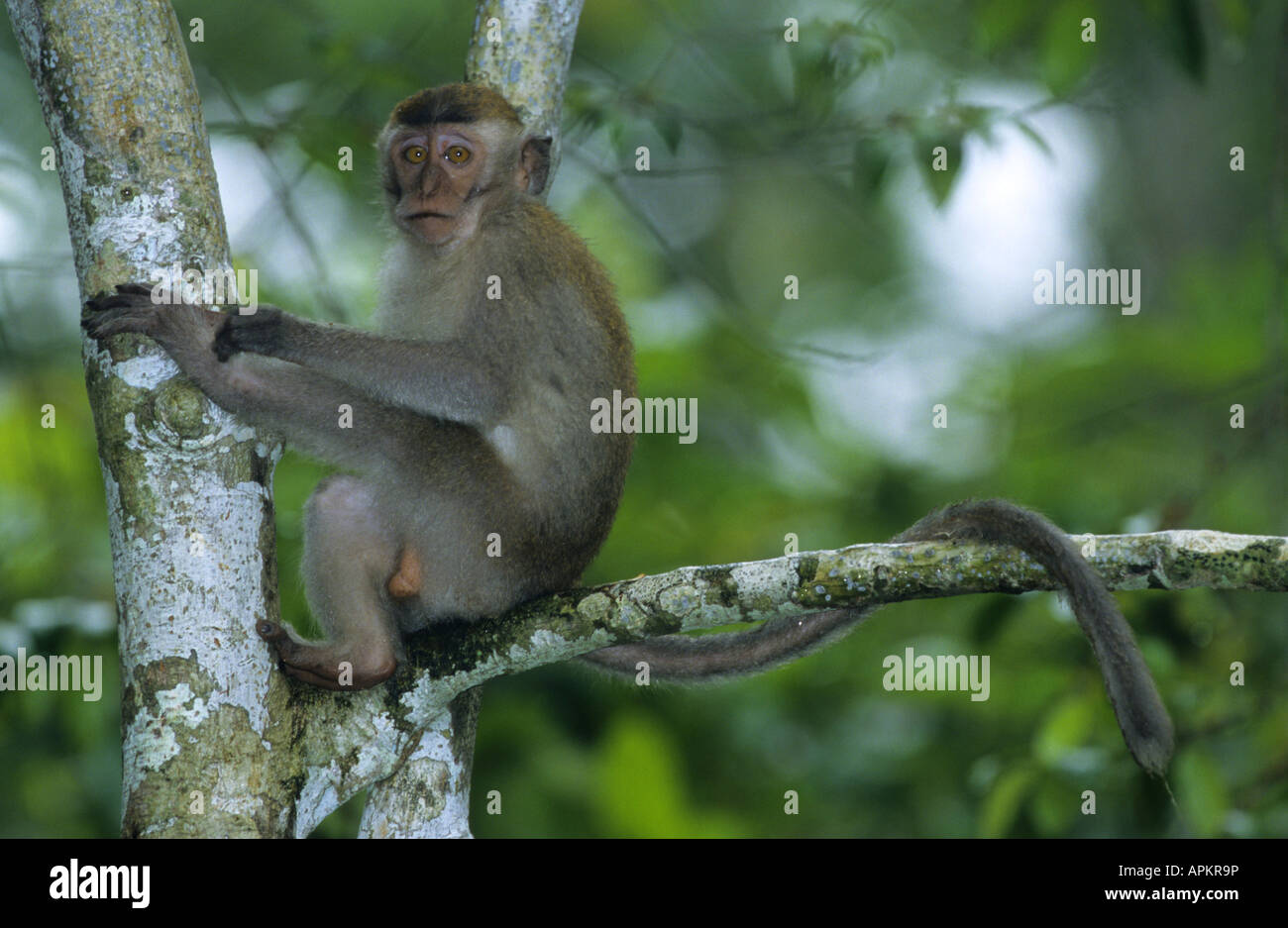 Macaca irus hi-res stock photography and images - Alamy