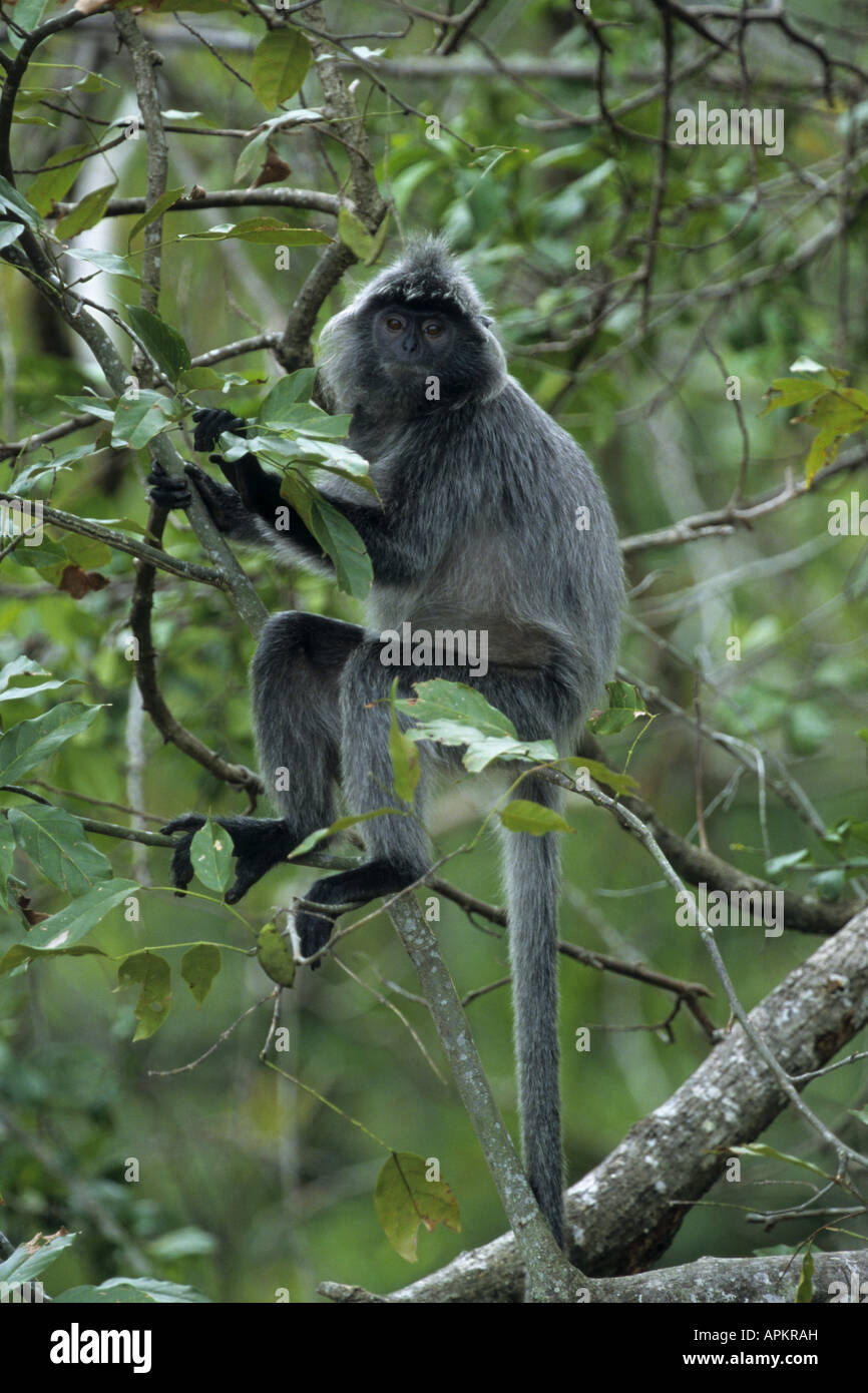 Presbytis cristata hi-res stock photography and images - Alamy