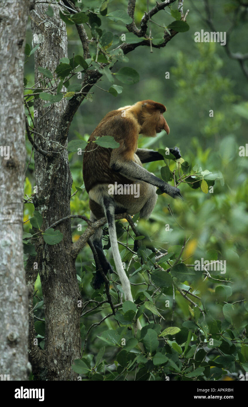 proboscis monkey (Nasalis larvatus), sitting on tree, Malaysia, Borneo ...