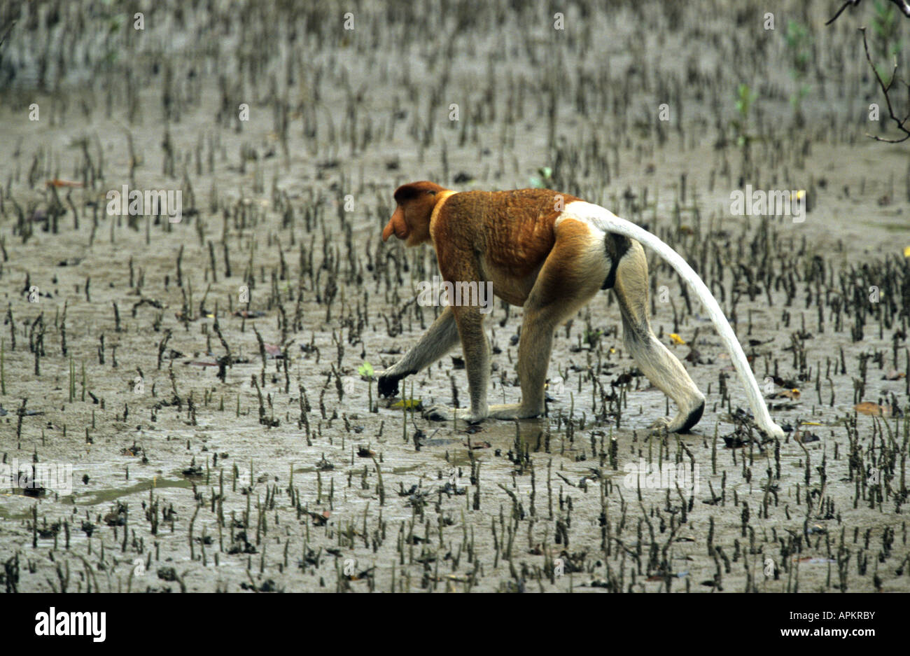 Tidal flat malaysia borneo hi-res stock photography and images - Alamy