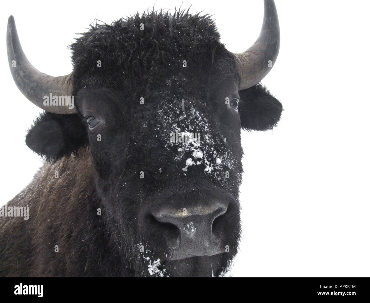 American bison, buffalo (Bison bison), Face of a Bisons in the snow ...