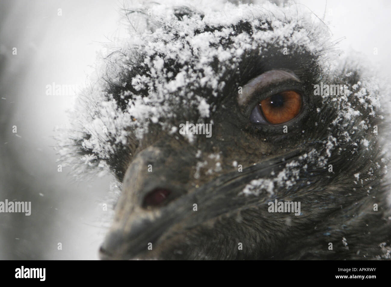 Snow emu hi-res stock photography and images - Alamy