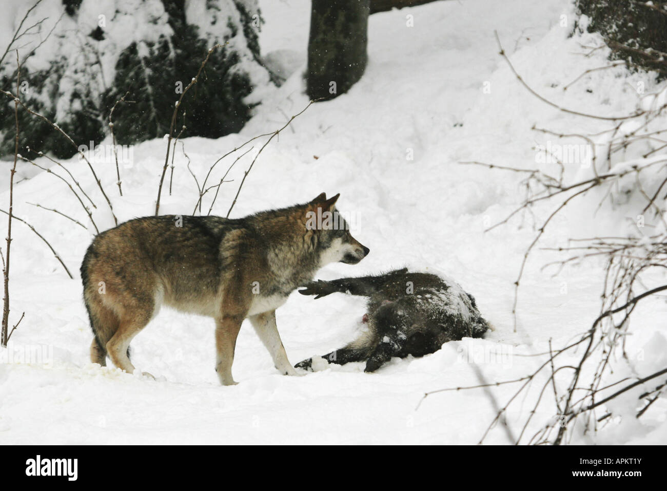 European gray wolf (Canis lupus lupus), Wolf with a wild boar as spoils ...