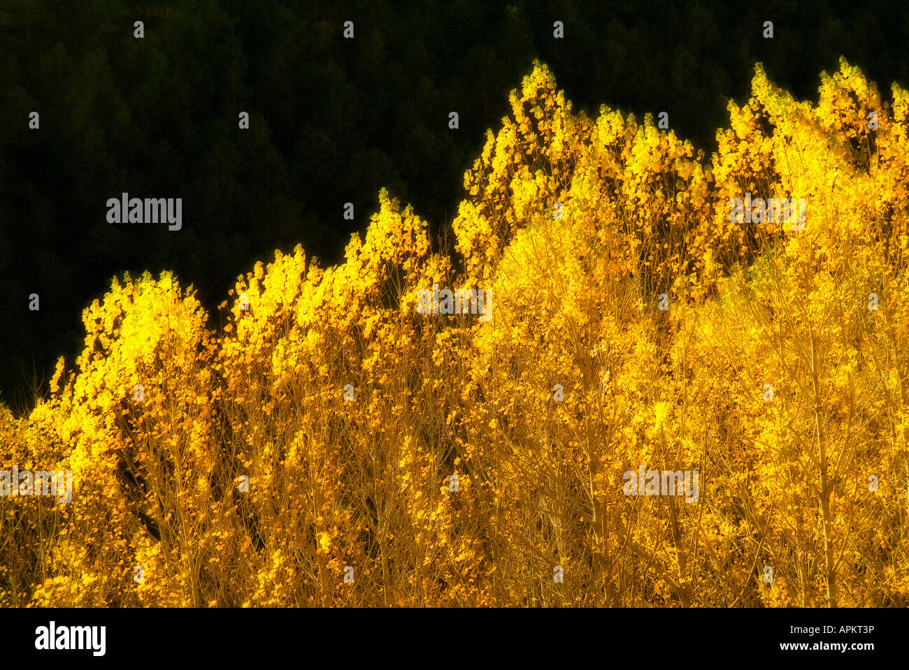 Populus trees forest near Alcalá de la Selva. Gudar - Javalambre ...