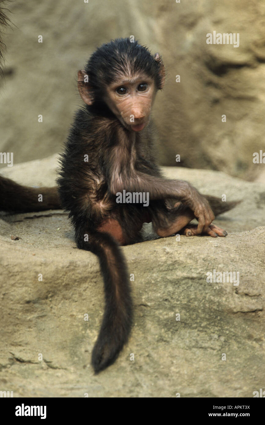 hamadryas baboon, sacred baboon (Papio hamadryas), pup Stock Photo - Alamy