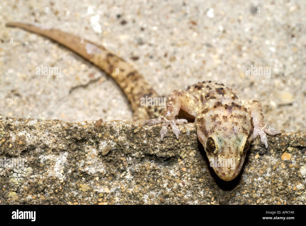 Turkish gecko, Mediterranean gecko (Hemidactylus turcicus), on a wall ...