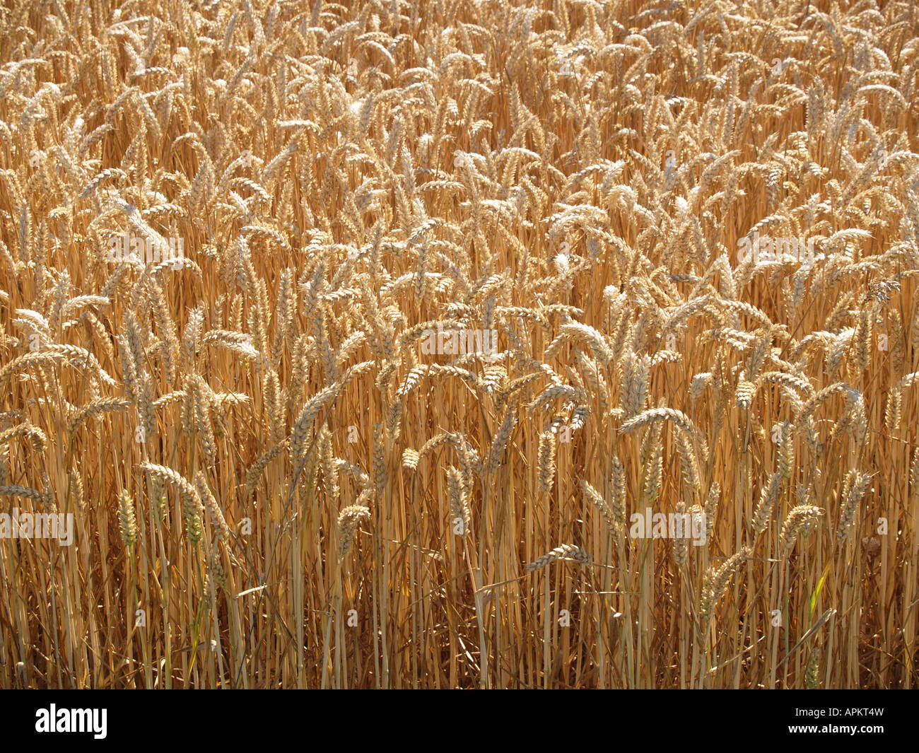 Edge patterns hi-res stock photography and images - Alamy