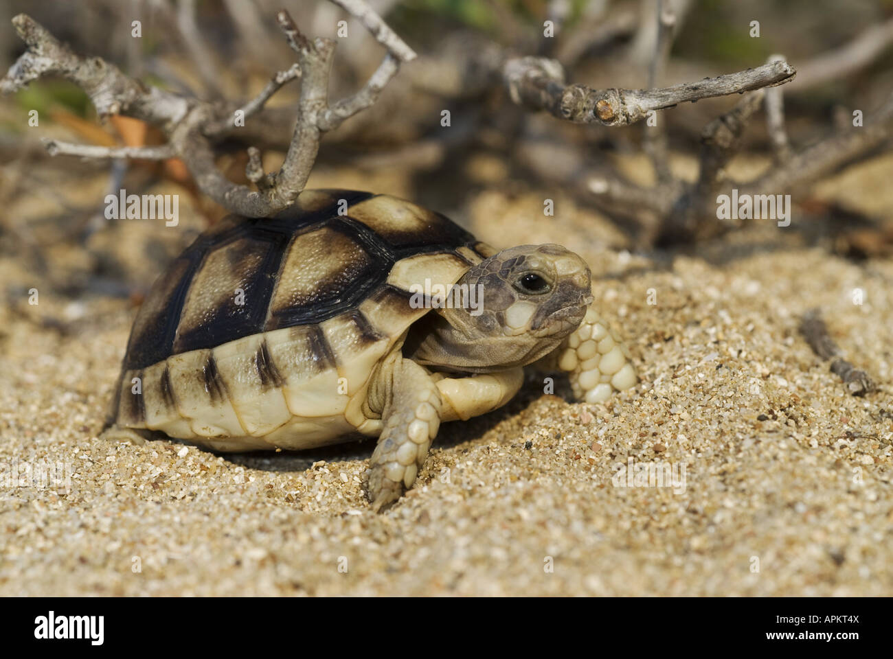 margined tortoise, marginated tortoise (Testudo marginata), freshly ...