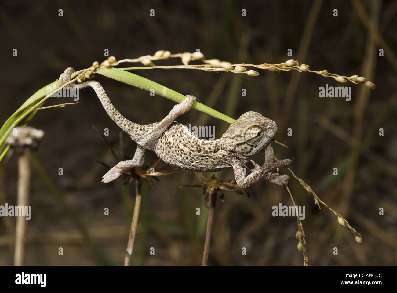 Hatched chameleon on gras hi-res stock photography and images - Alamy