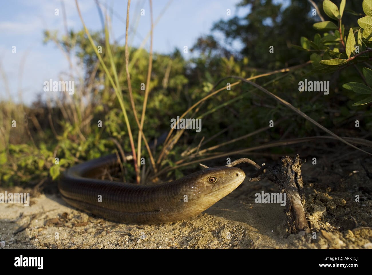 European glass lizard, armored glass lizard (Ophisaurus apodus ...