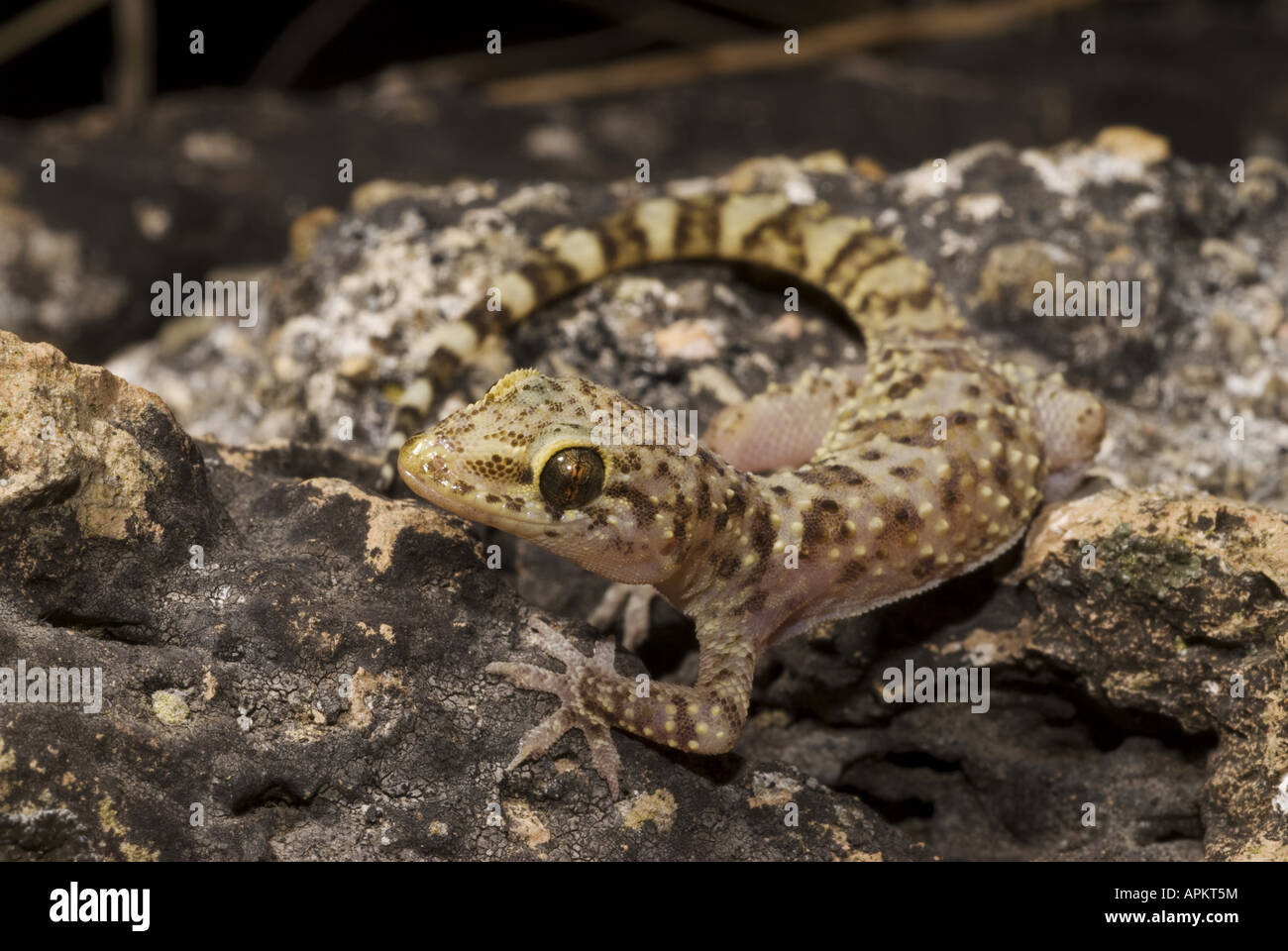 Turkish gecko, Mediterranean gecko (Hemidactylus turcicus), lying on a ...