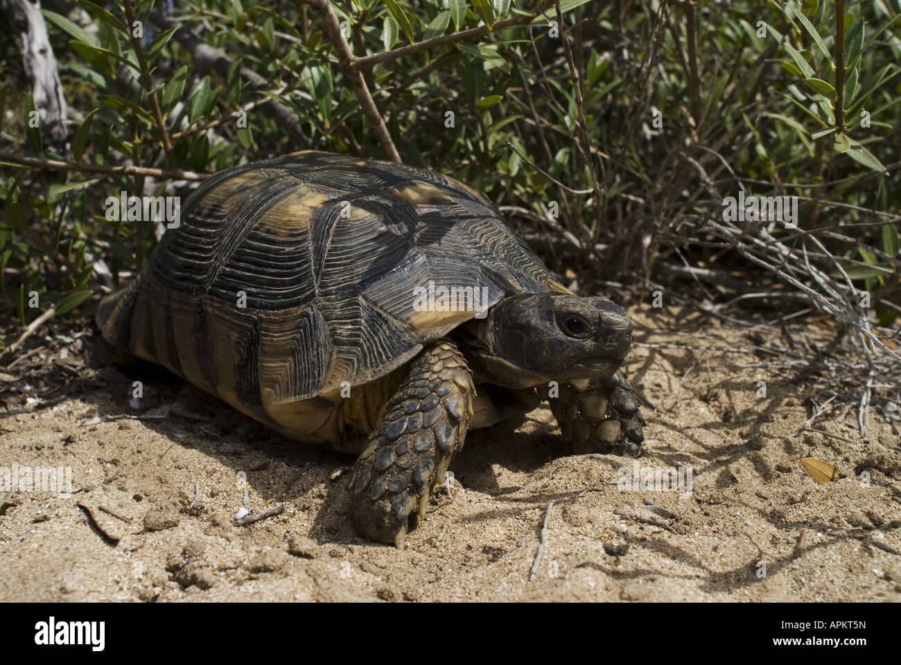 margined tortoise, marginated tortoise (Testudo marginata), sitting in ...
