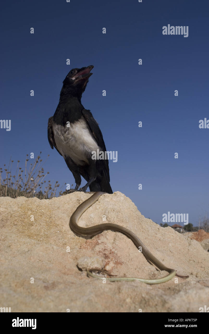 Magpie pica pica beak open hi-res stock photography and images - Alamy
