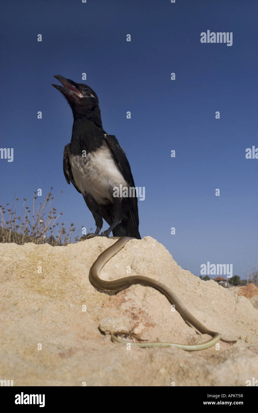 black-billed magpie (Pica pica), magpie feeds snake, Greece, Peloponnes ...