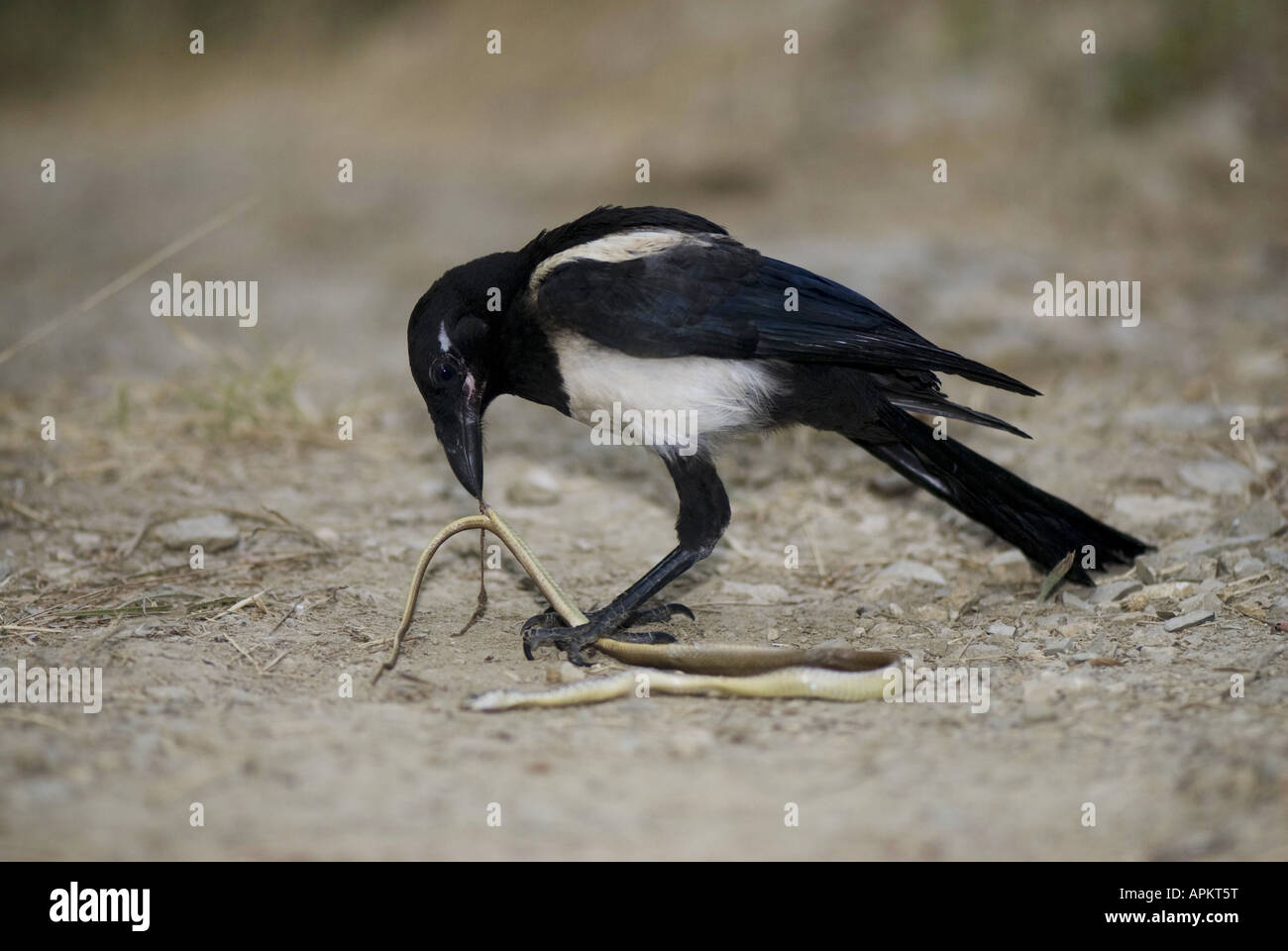 Magpie snake hi-res stock photography and images - Alamy
