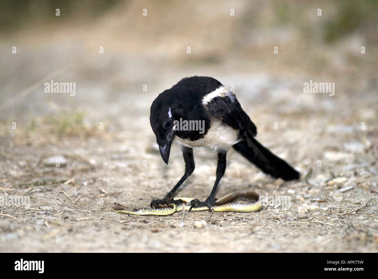 black-billed magpie (Pica pica), magpie kills snake, Greece, Peloponnes ...