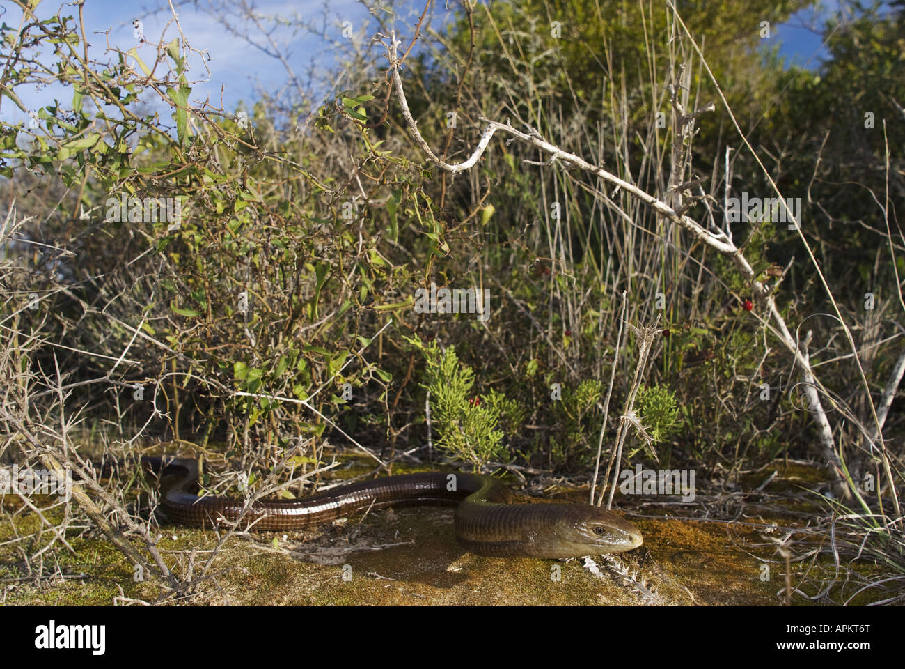 European glass lizard, armored glass lizard (Ophisaurus apodus ...