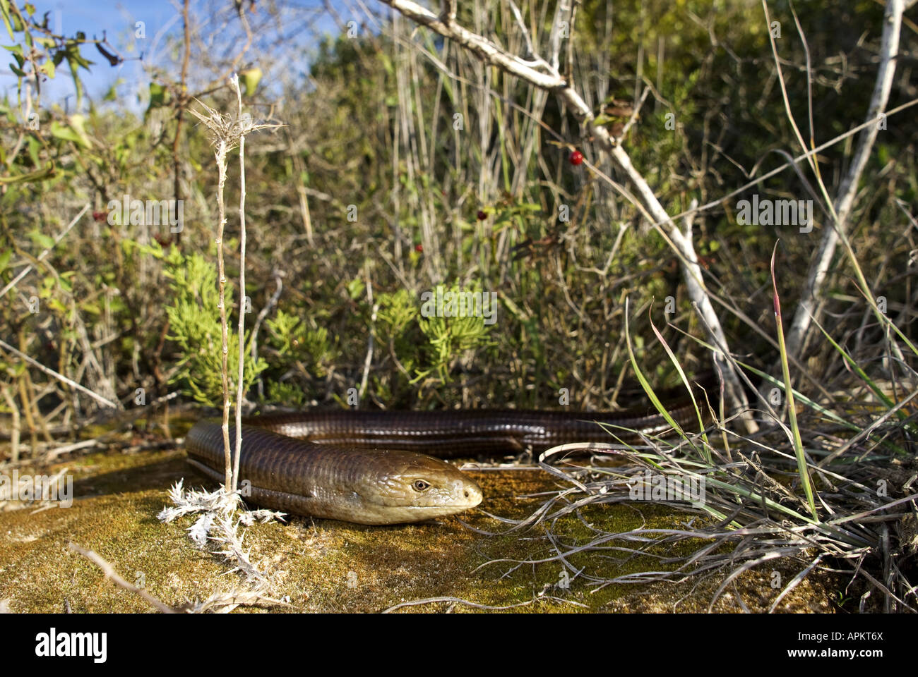 Armored lizards hi-res stock photography and images - Alamy