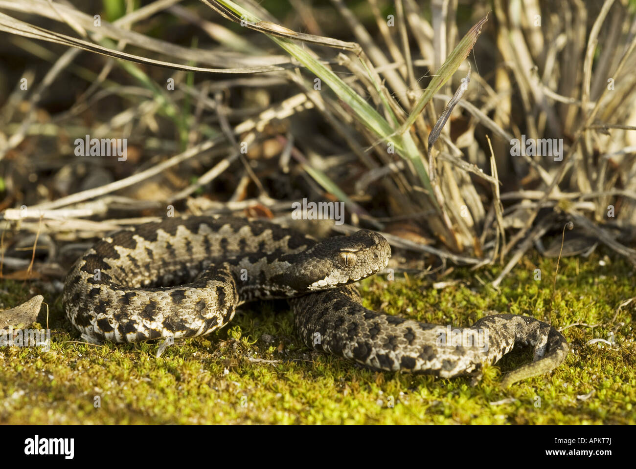 sand viper, nose-horned viper (Vipera ammodytes), juvenile, Greece ...