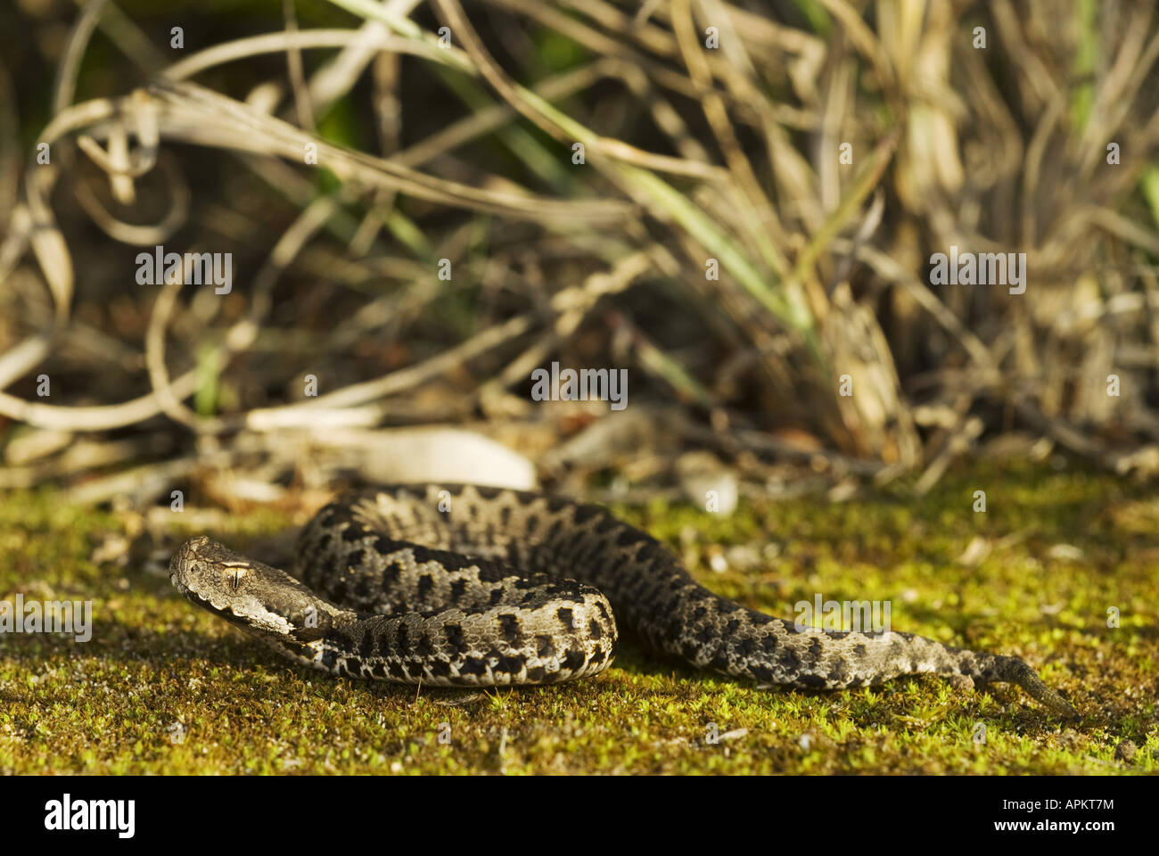 sand viper, nose-horned viper (Vipera ammodytes), juvenile, Greece ...