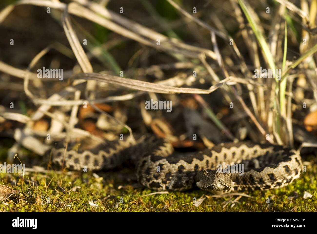 Venomous snakes of greece hi-res stock photography and images - Alamy