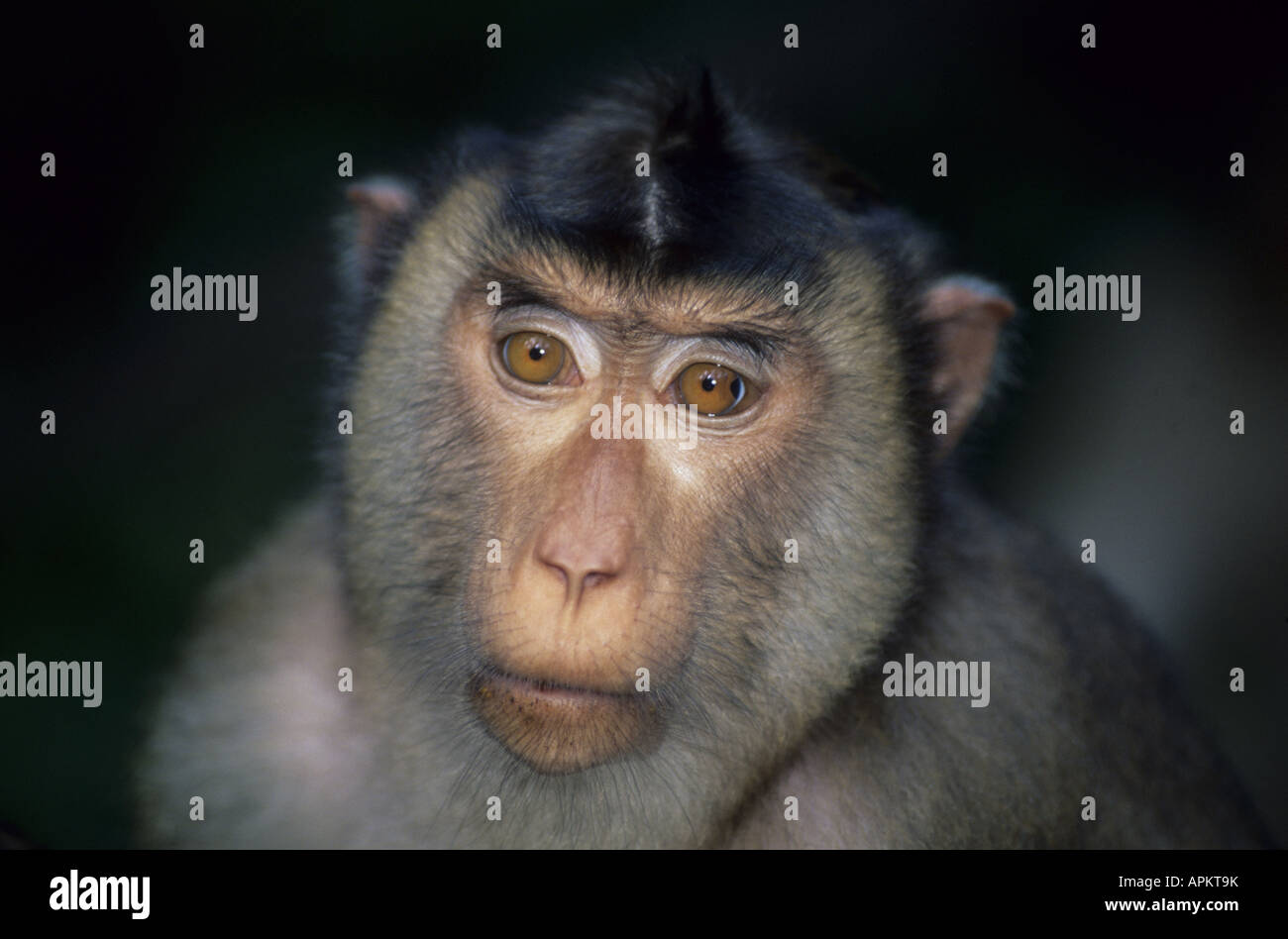Pigtail macaque monkey hi-res stock photography and images - Alamy
