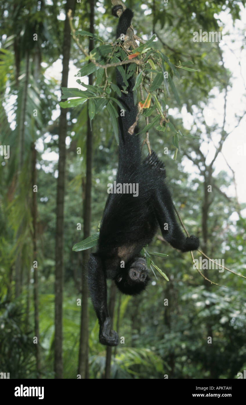 black spider monkey (Ateles paniscus), climbing on tree Stock Photo - Alamy