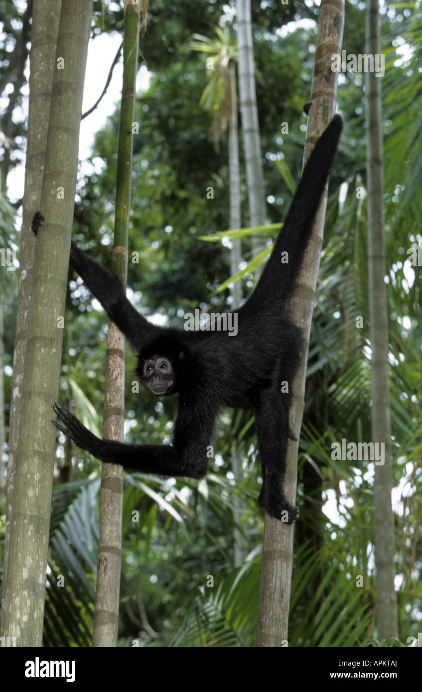 black spider monkey (Ateles paniscus), climbing on tree Stock Photo - Alamy