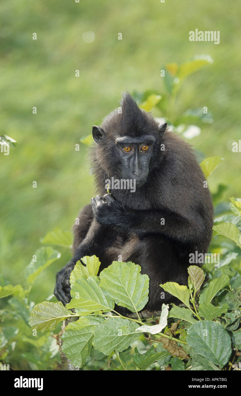 Celebes ape, Celebes black ape (Macaca nigra), sitting Stock Photo - Alamy