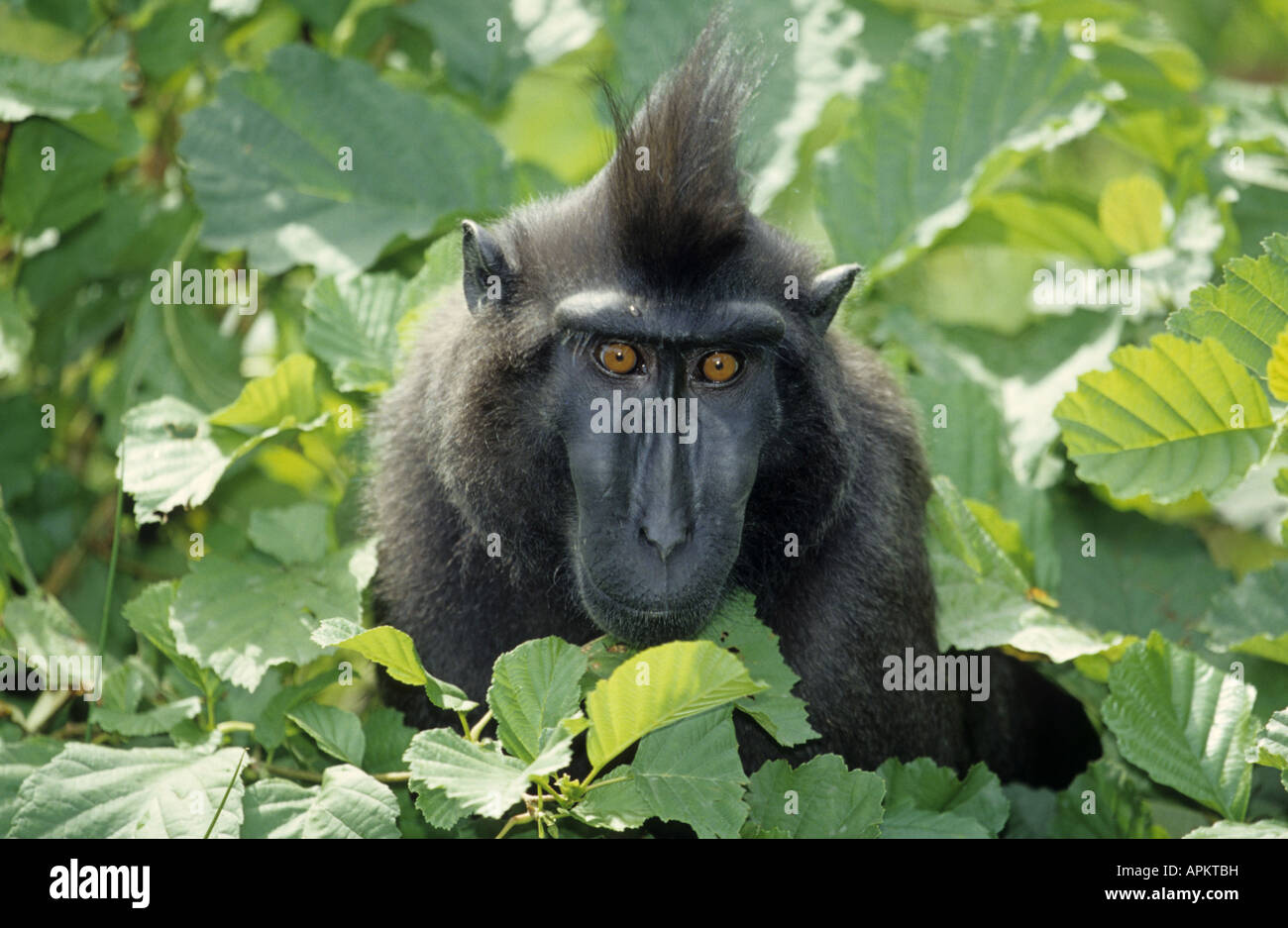 Celebes ape, Celebes black ape (Macaca nigra), portrait Stock Photo - Alamy