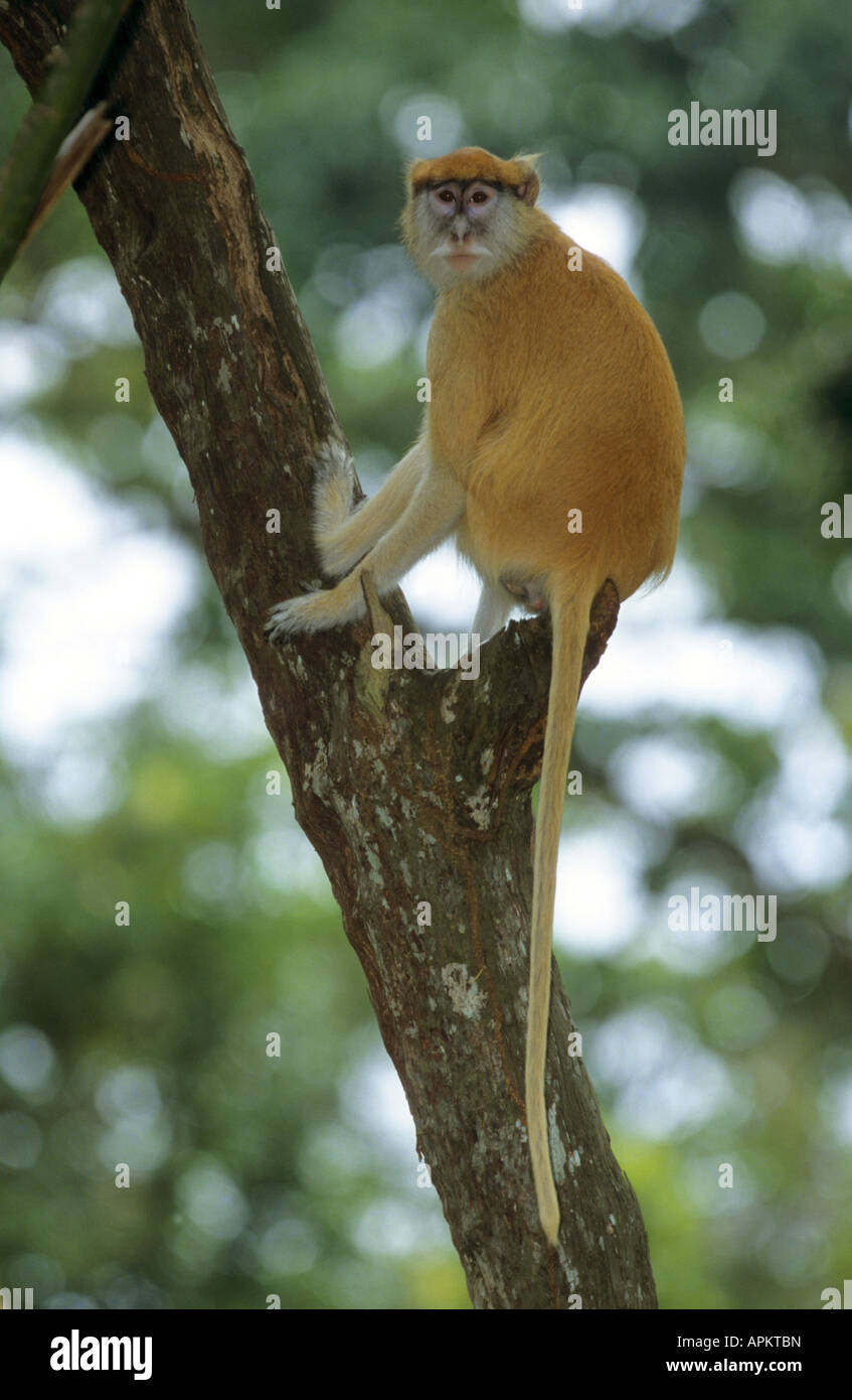 Patas monkey, red guenon, red monkey, hussar monkey, nisnas ...