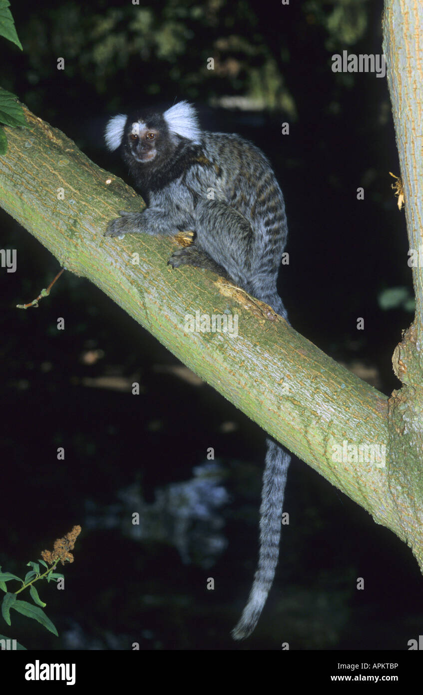 common marmoset (Callithrix jacchus), on branch, Brazil Stock Photo - Alamy