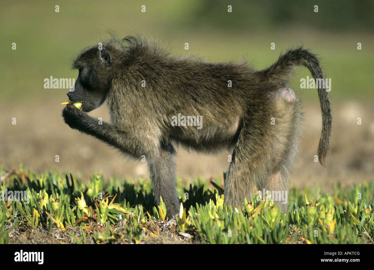 Side view of yellow baboon hi-res stock photography and images - Alamy