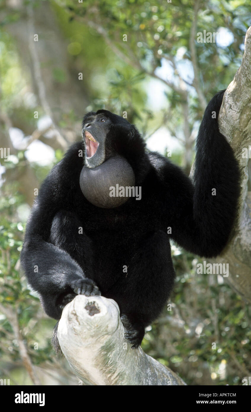 Siamang open mouth hi-res stock photography and images - Alamy