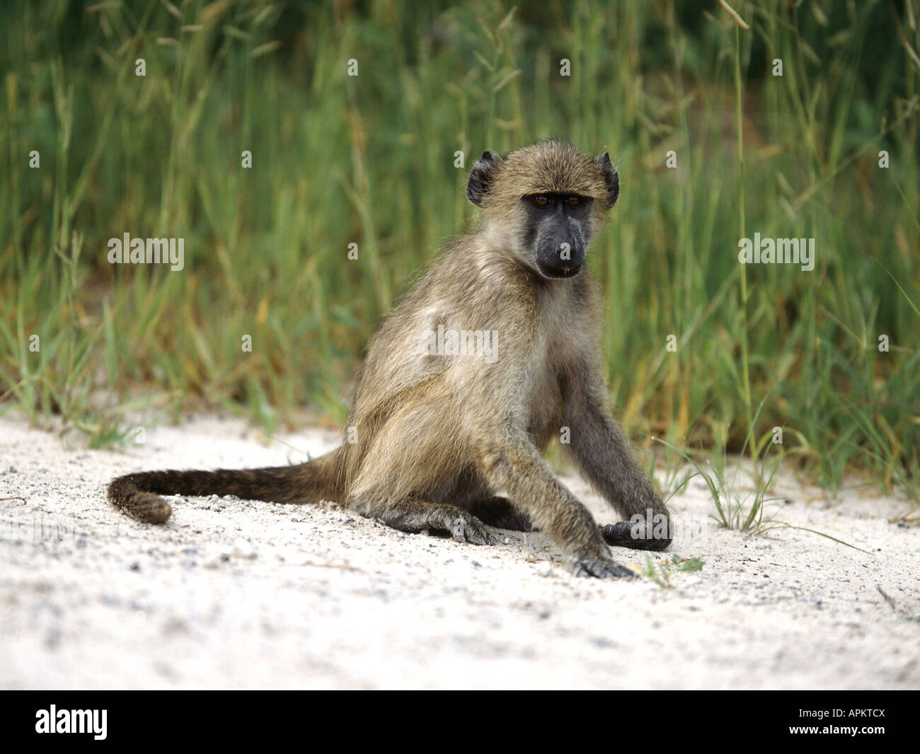 yellow baboon, savannah baboon, anubius baboon, olive baboon (Papio ...
