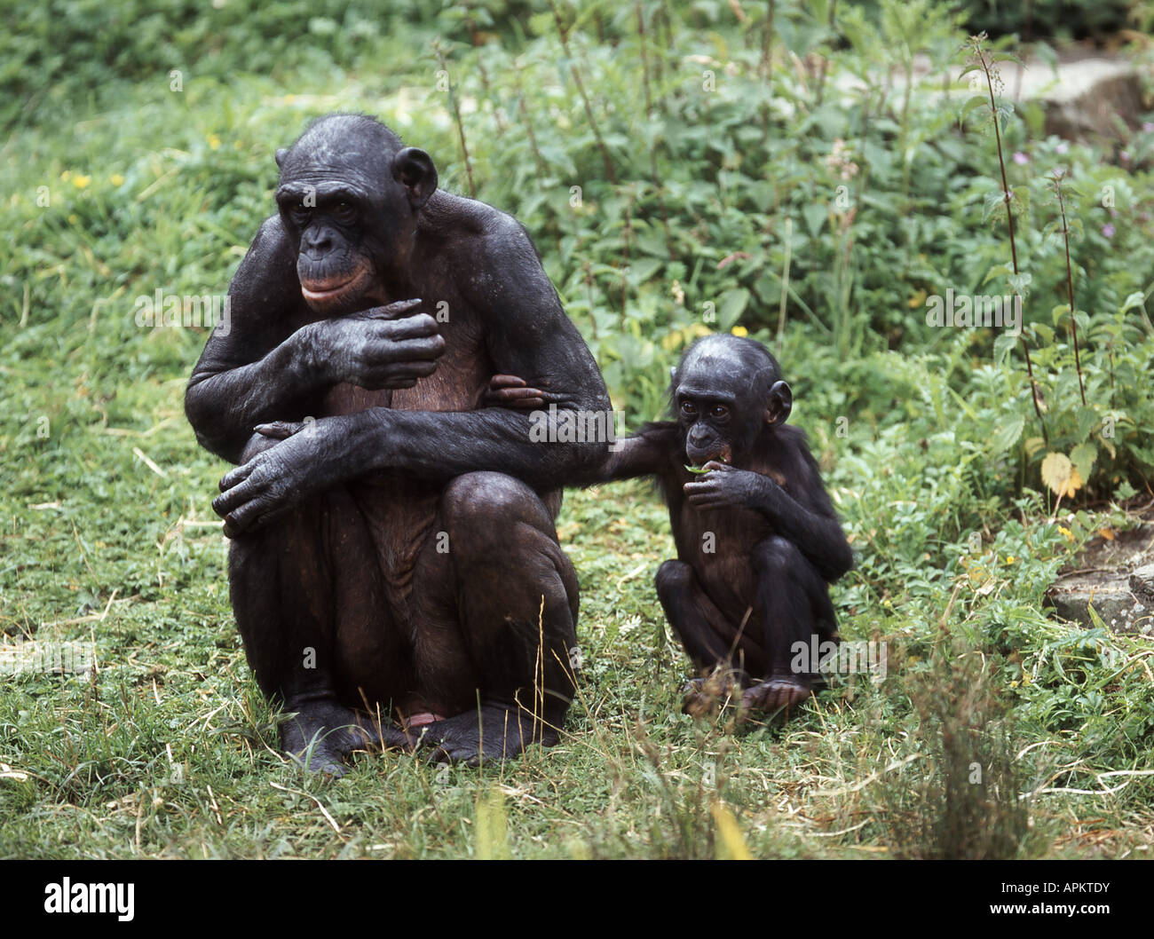 bonobo, pygmy chimpanzee (Pan paniscus), sitting with pup Stock Photo ...