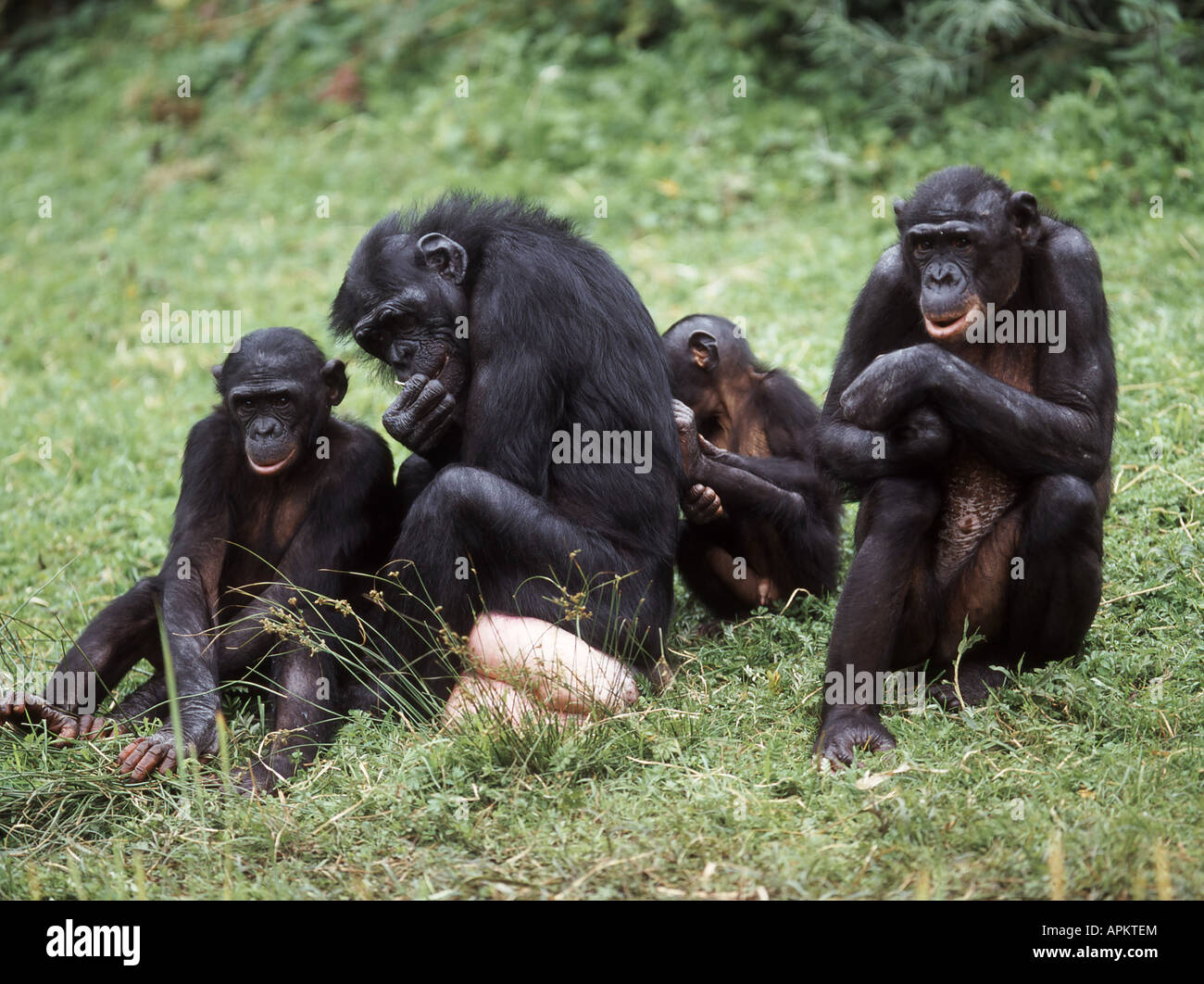 bonobo, pygmy chimpanzee (Pan paniscus), group Stock Photo - Alamy