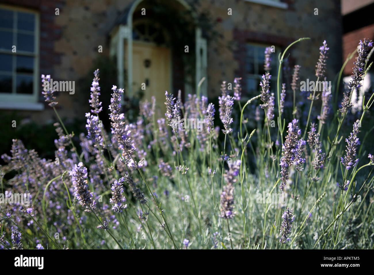 English cottage garden purple hi-res stock photography and images - Alamy