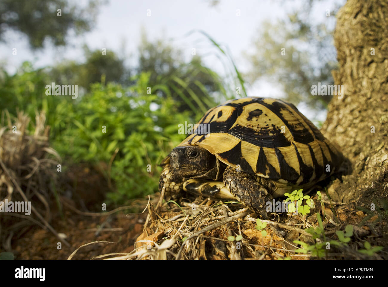 Hermanns tortoise, Greek tortoise, Boettgers tortoise (Testudo hermanni ...