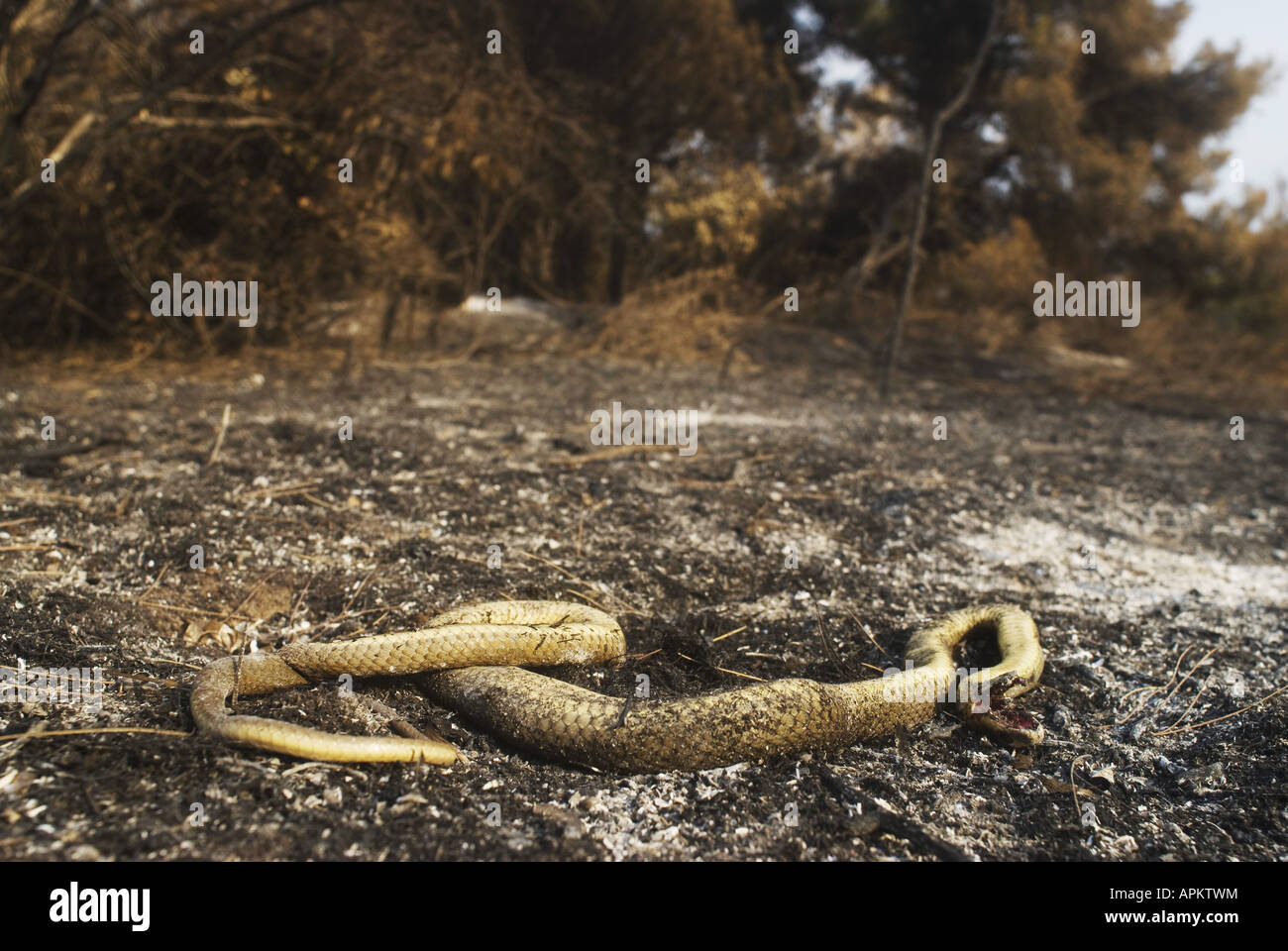Ash snake hi-res stock photography and images - Alamy