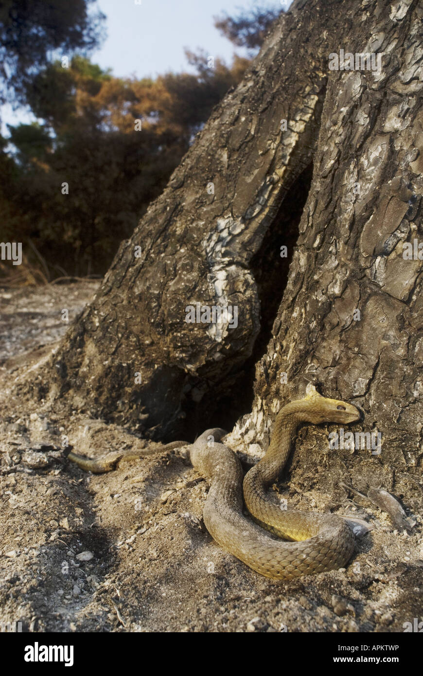 Fire snake hi-res stock photography and images - Alamy