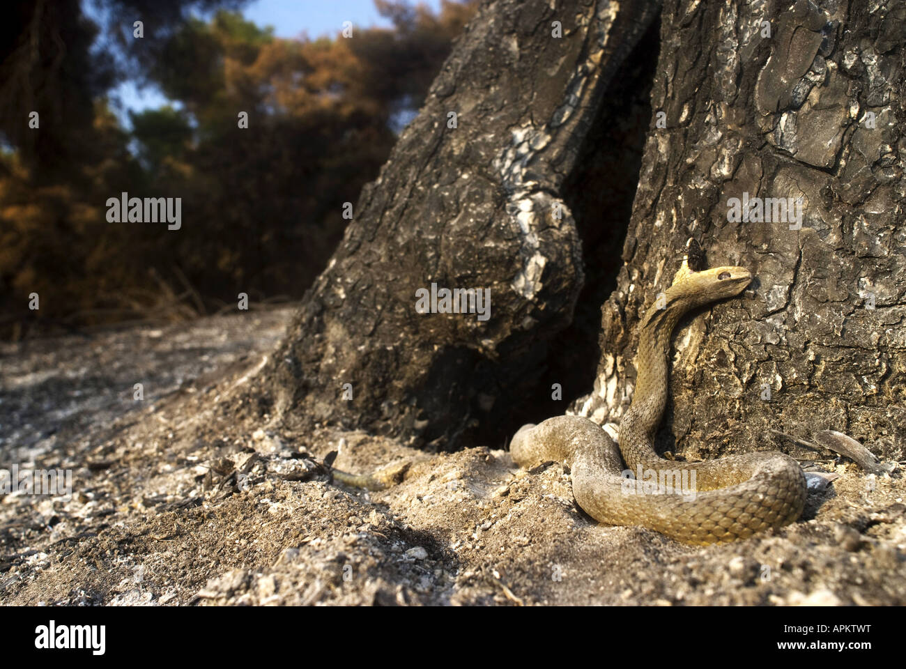 Ash snake hi-res stock photography and images - Alamy