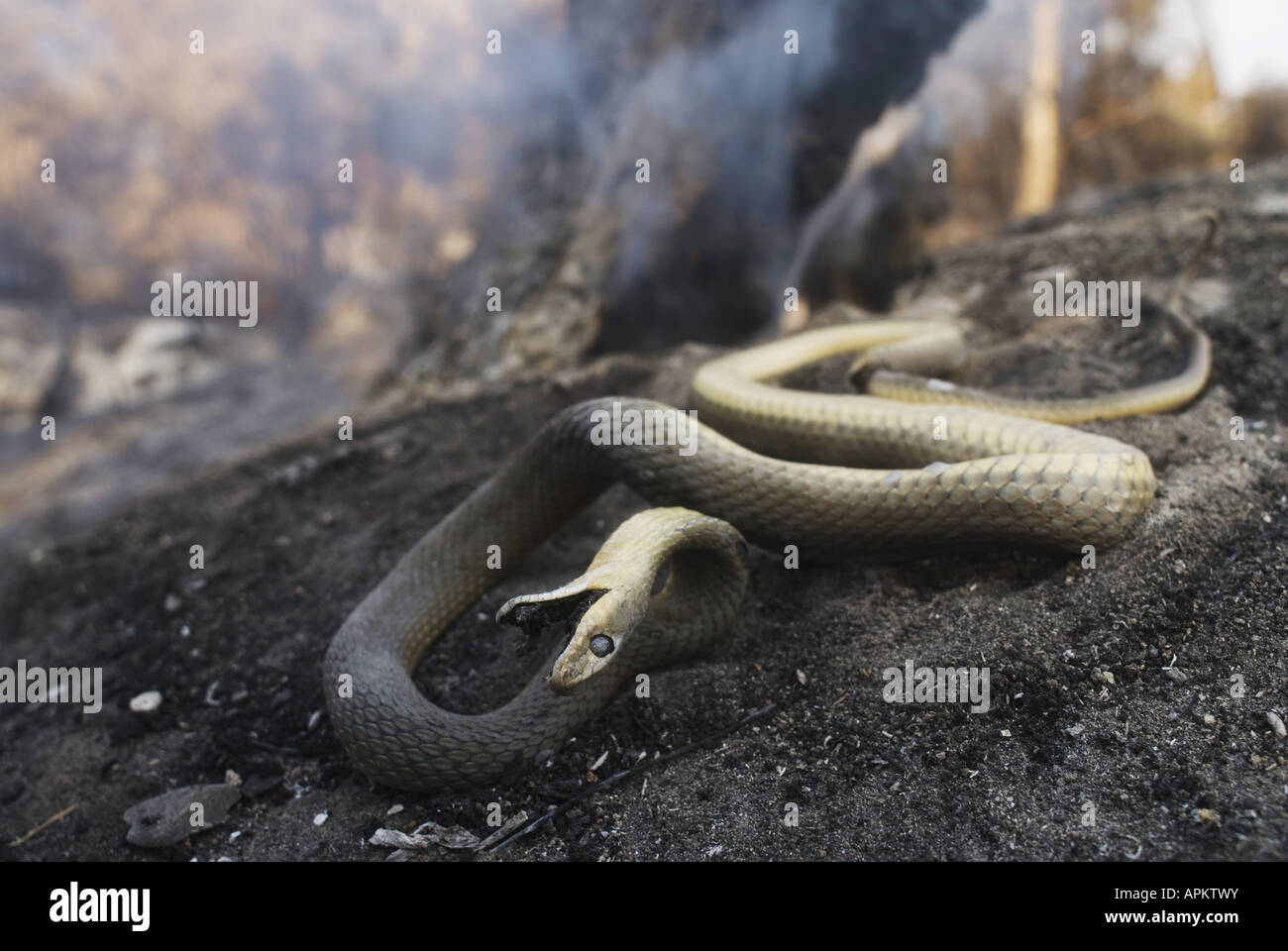 Ash snake hi-res stock photography and images - Alamy