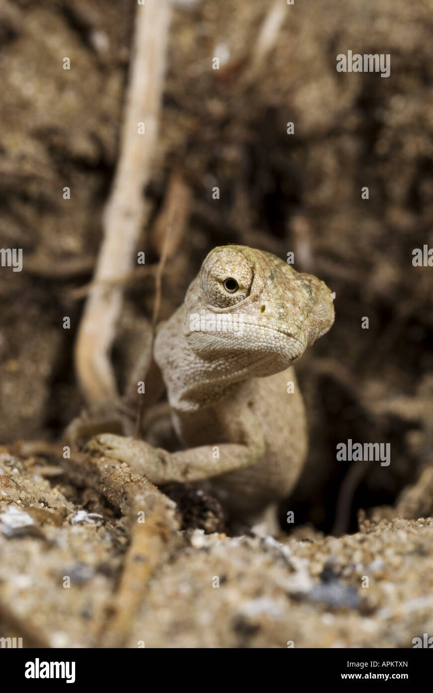 African chameleon (Chamaeleo africanus), hatching, Greece, Peloponnes ...