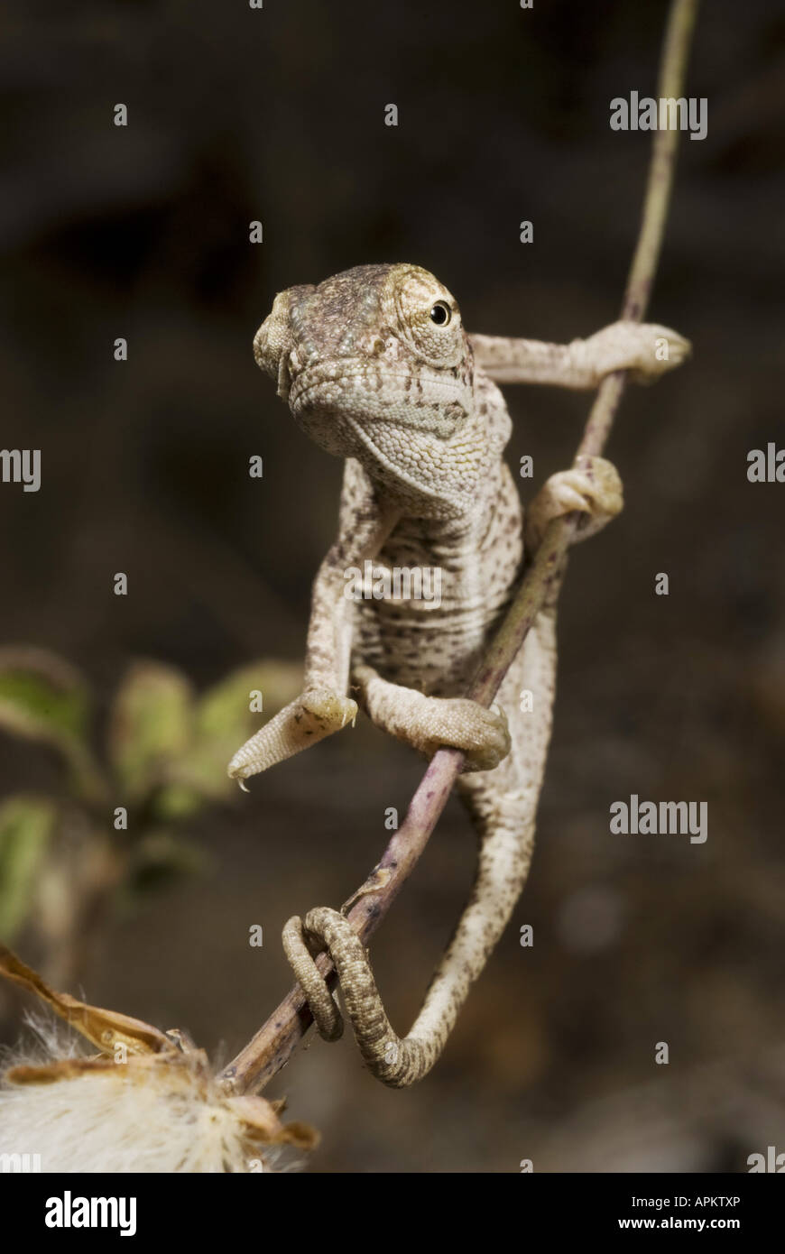African chameleon chamaeleo africanus hi-res stock photography and ...