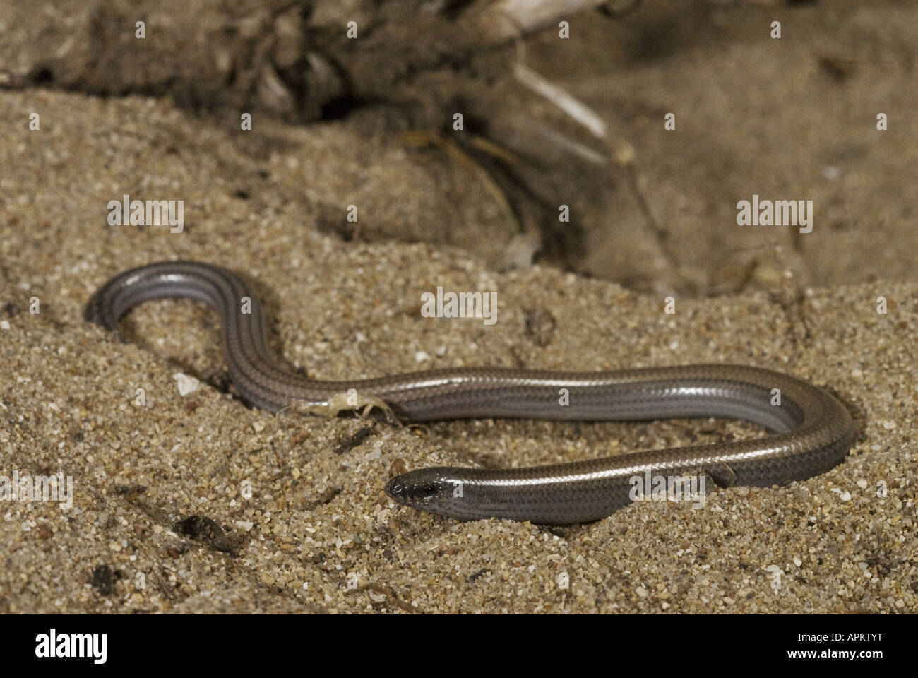 Greek legless skink, Greek snake skink (Ophiomorus punctatissimus), in ...