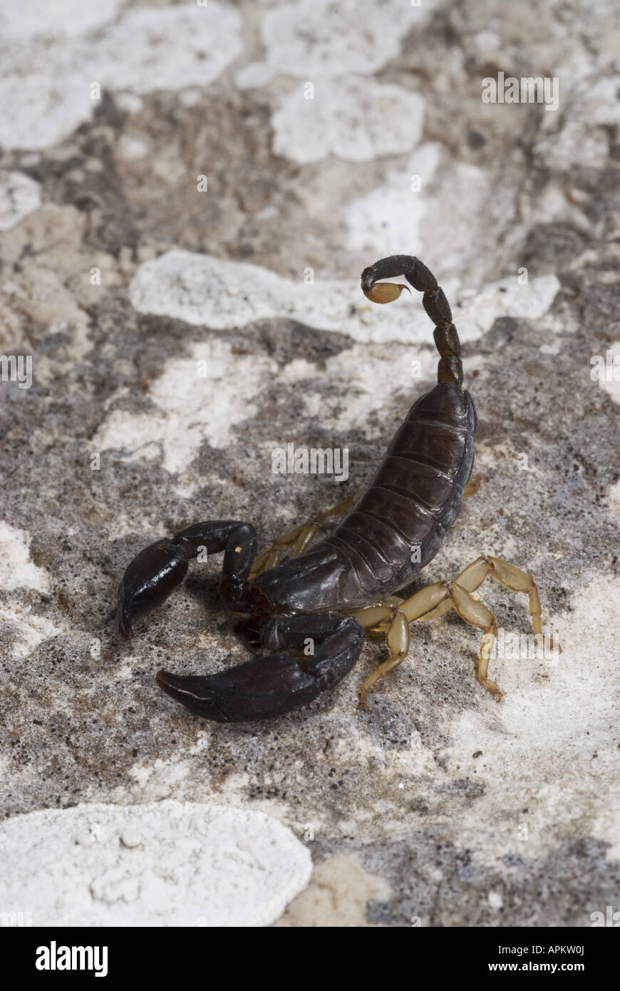 Scorpion euscorpius italicus hi-res stock photography and images - Alamy